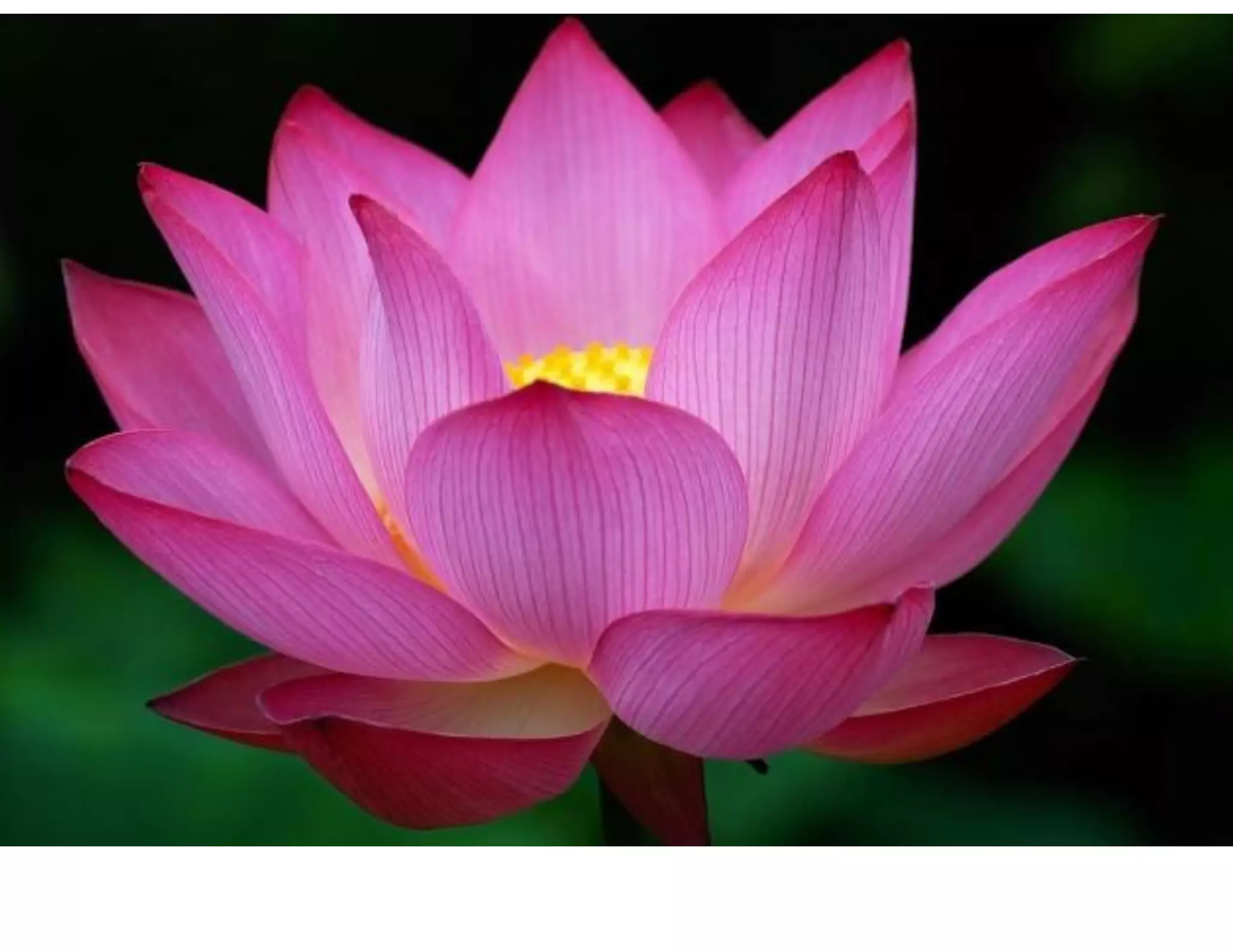 Flowers for negative space drawings 9th grade art | PDF