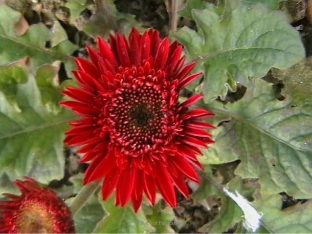 Flowers from Pakistan