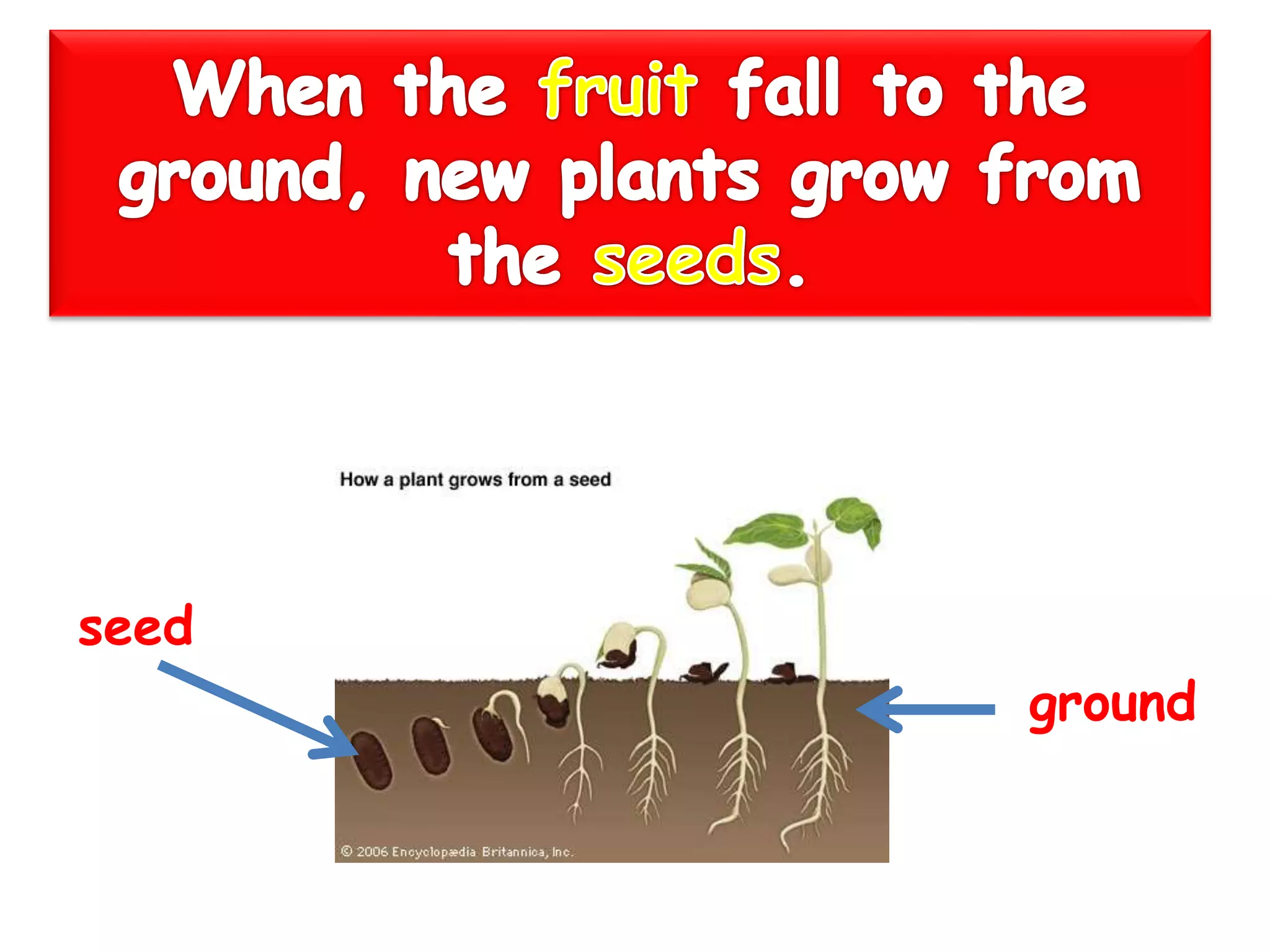 Flowers, fruits and seeds | PPT