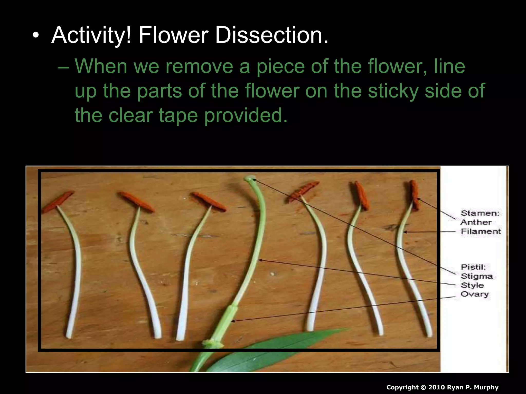 Flowers and Fruits Biology Lesson PowerPoint, Parts of Flower ...