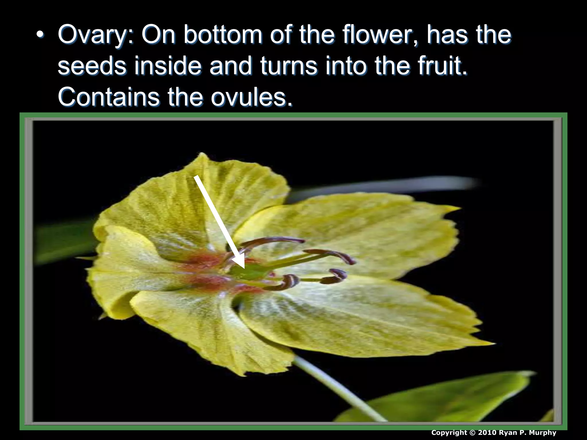 Flowers and Fruits Biology Lesson PowerPoint, Parts of Flower ...