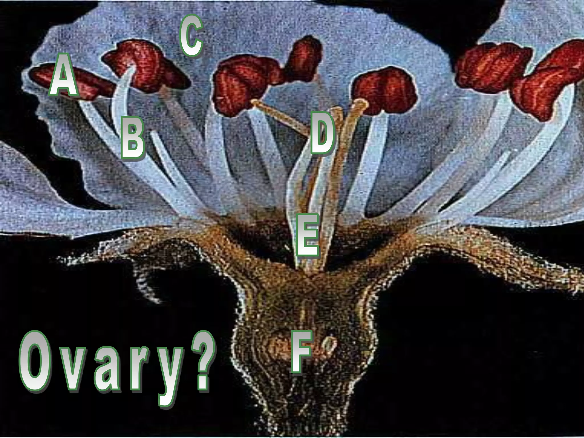 Flowers and Fruits Biology Lesson PowerPoint, Parts of Flower ...