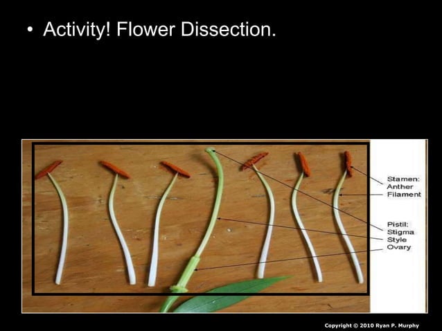 Flowers and Fruits Biology Lesson PowerPoint, Parts of Flower ...