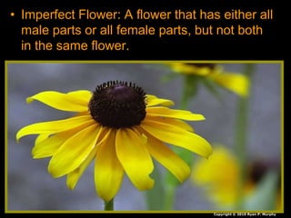 Flowers and Fruits Biology Lesson PowerPoint, Parts of Flower ...
