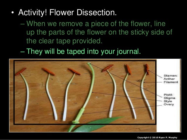 Flowers and Fruits Biology Lesson PowerPoint, Parts of Flower, Dissec…