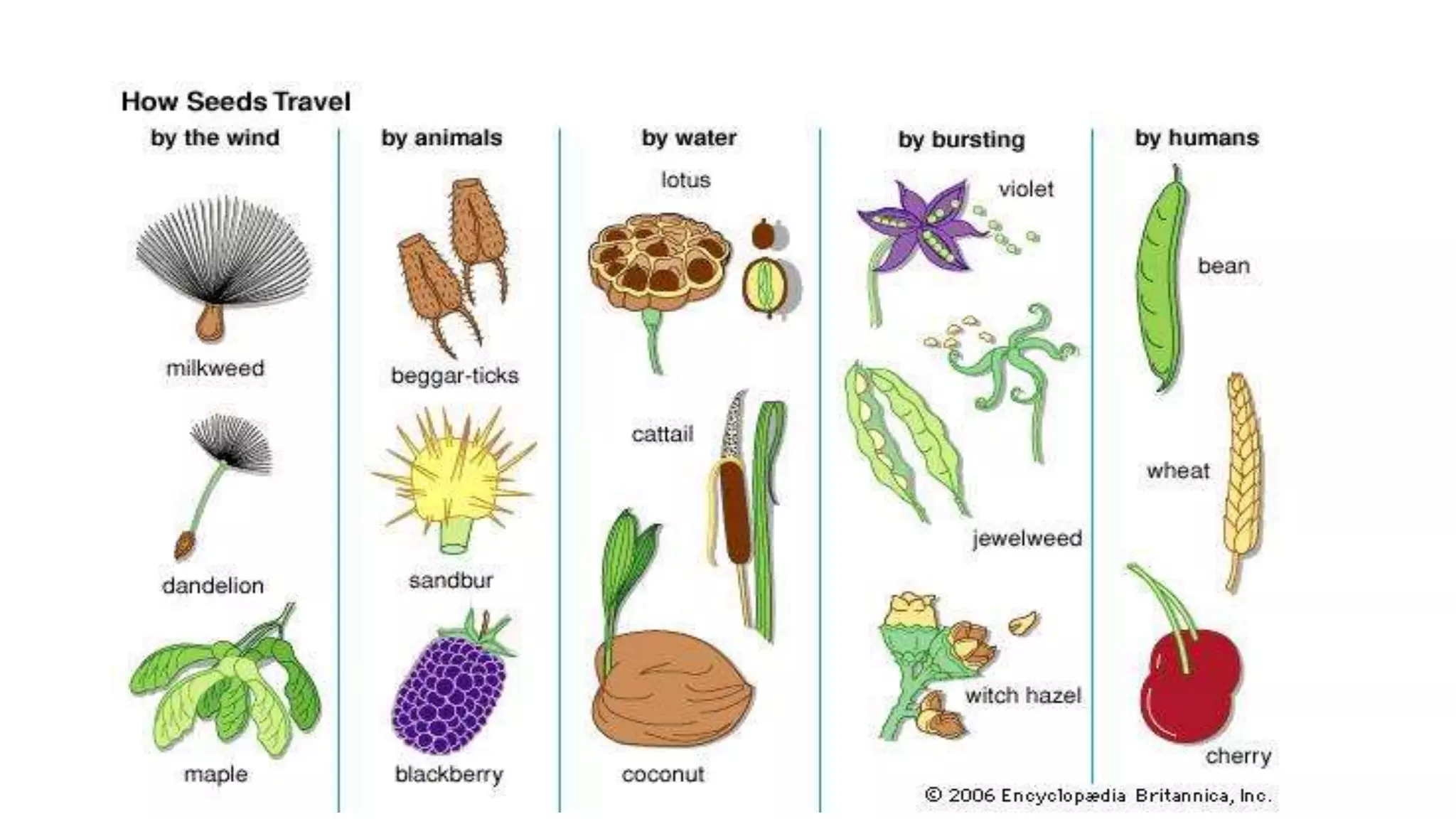 Flowers fruits and_seeds | PPTX