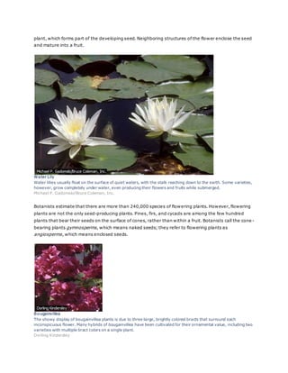 kinds of flowers | DOCX