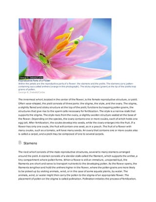 kinds of flowers | DOCX