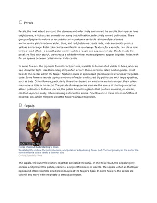 kinds of flowers | DOCX