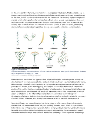 kinds of flowers | DOCX
