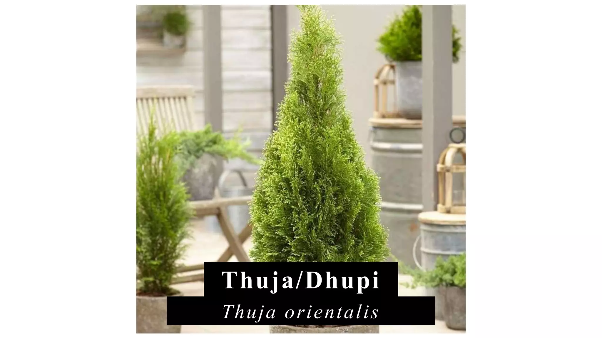 Ornamental Plants slide presentation.pptx