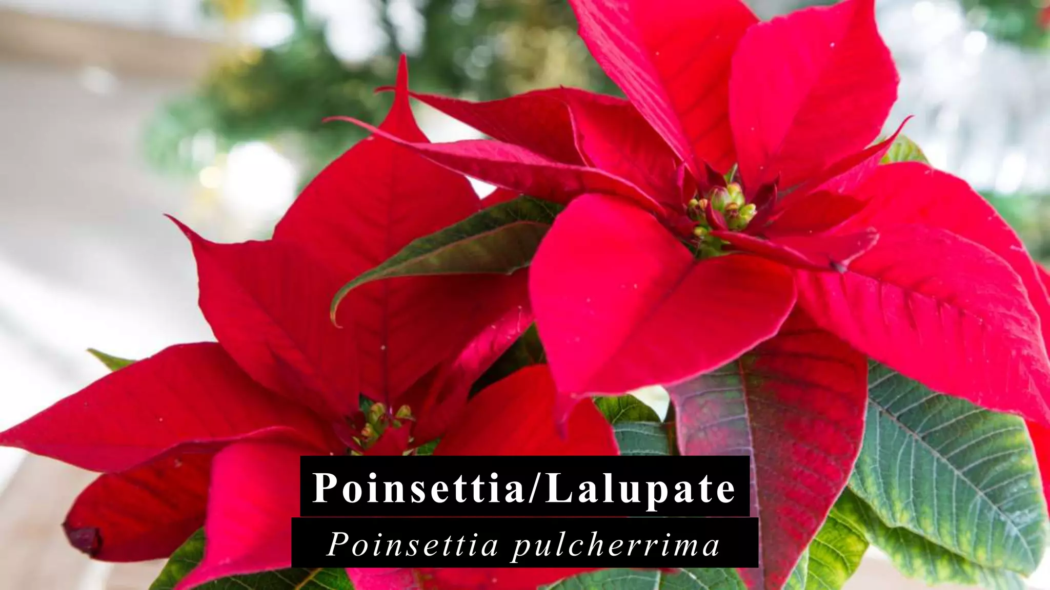 Ornamental Plants slide presentation.pptx