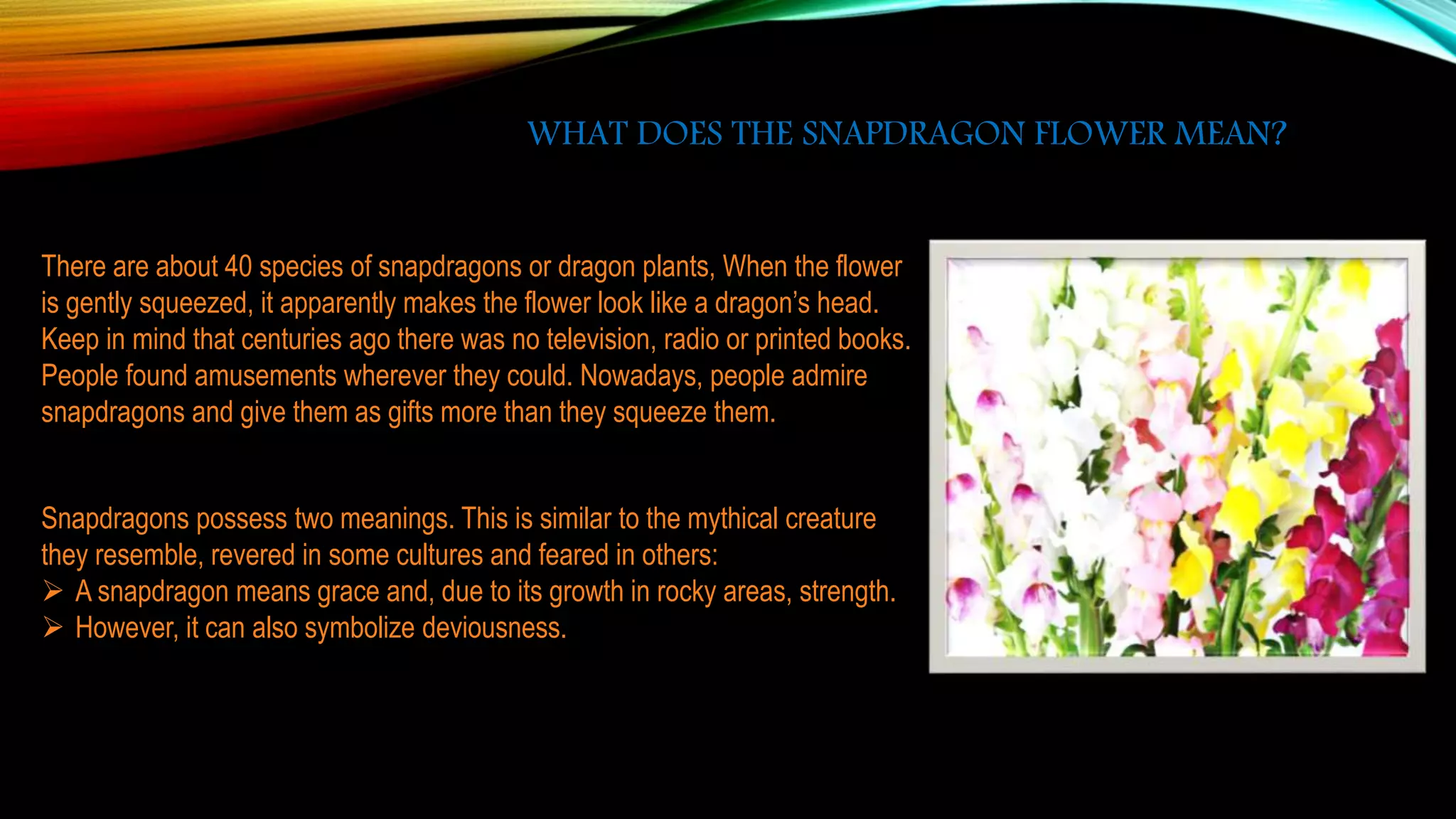 Flower snapdragon | PPT