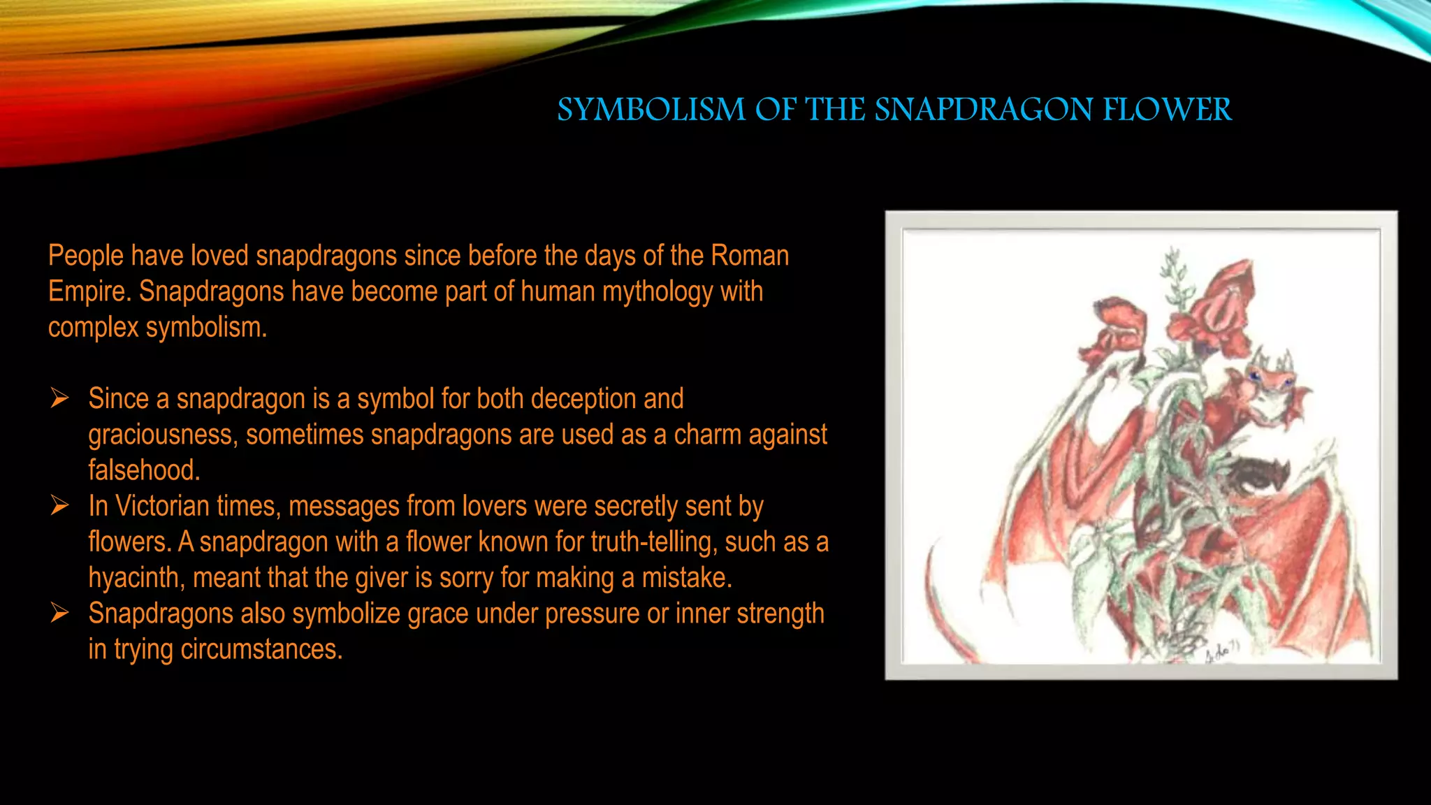 Flower snapdragon | PPT