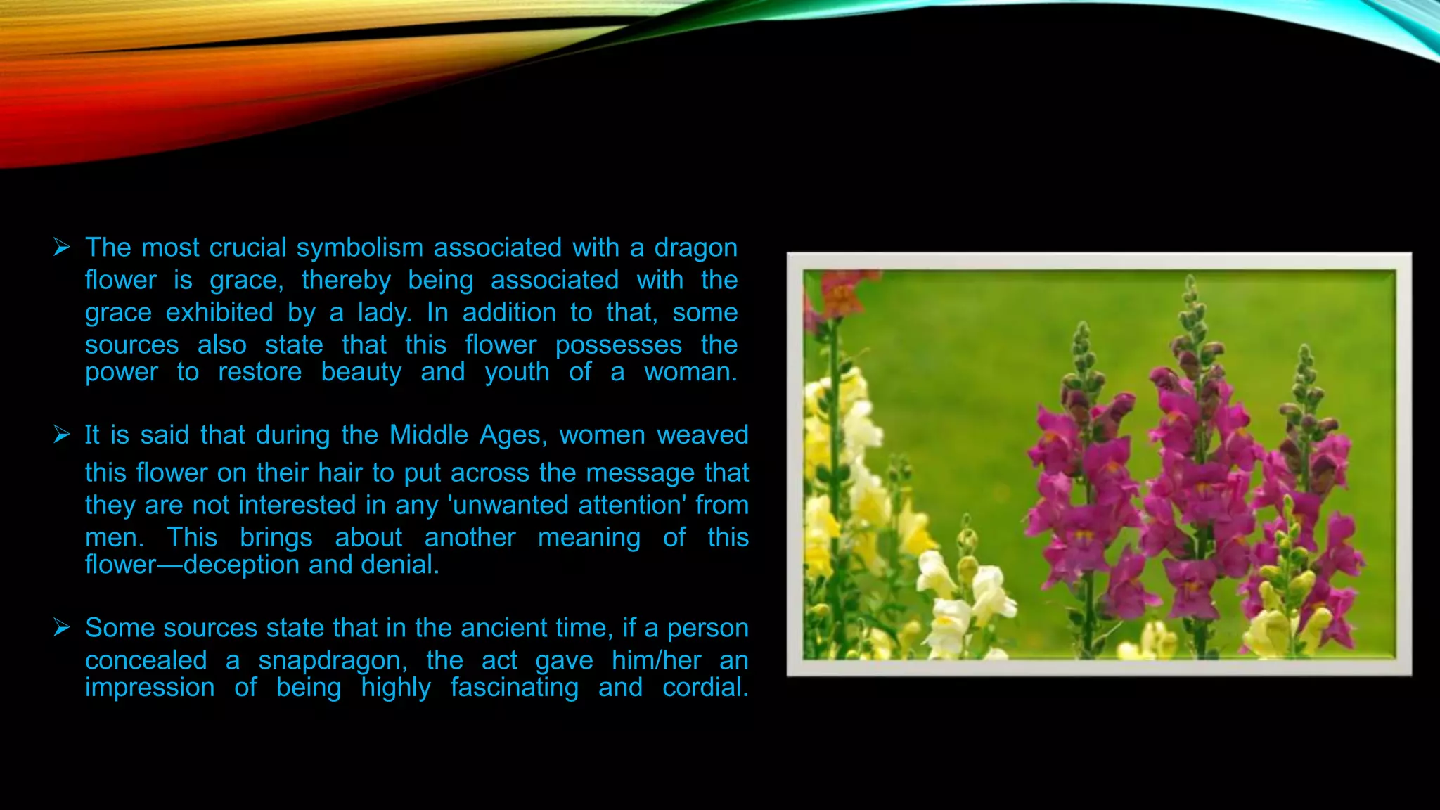 Flower snapdragon | PPT