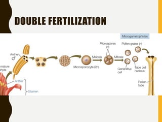 Flowers, pollination, and double fertilization | PPTX
