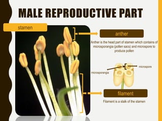 Flowers, pollination, and double fertilization | PPTX