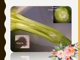 Flowers, pollination, and double fertilization | PPTX