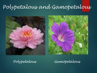 Flowers ppt | PPT