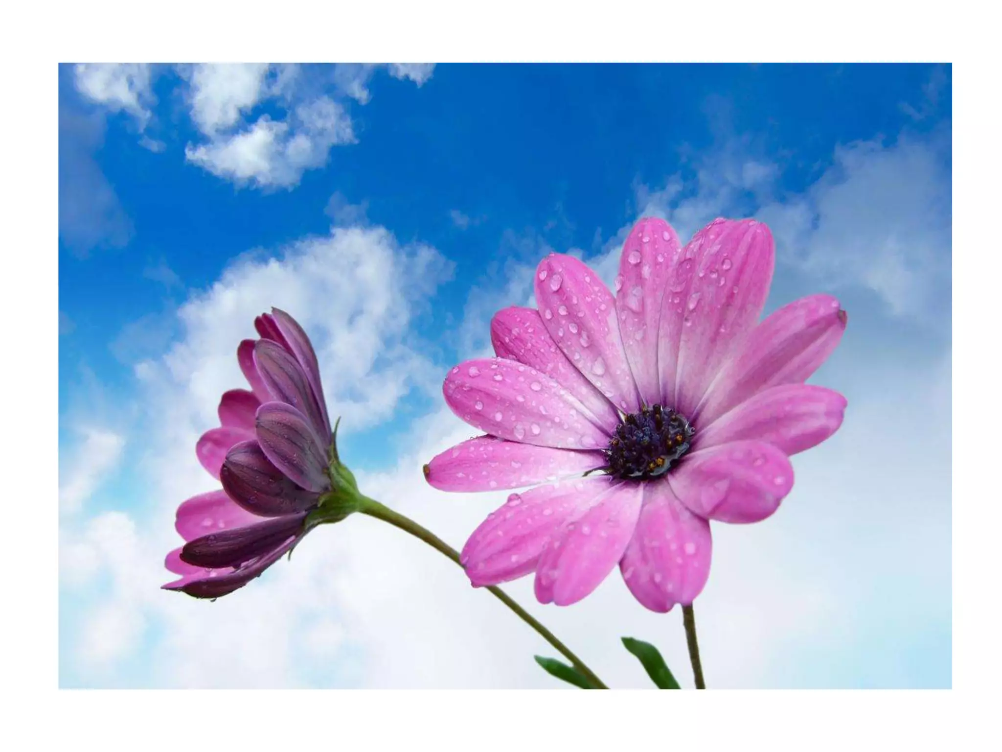 Flowers presentation | PPTX
