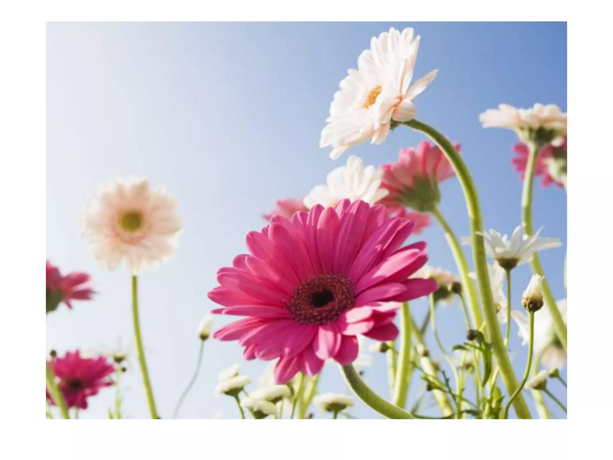 Flowers presentation | PPTX