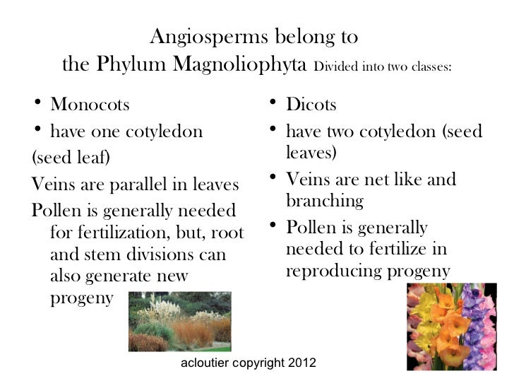 Flowers the angiosperm powerpt2012