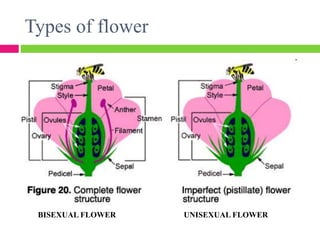 Flower Structure PPTX