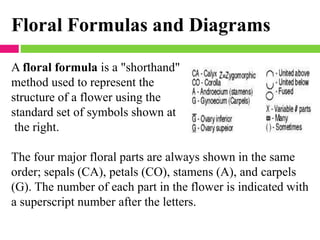 Flower structure | PPTX