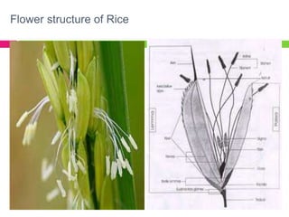 Flower structure | PPTX