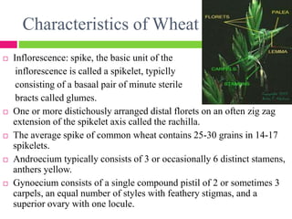 Flower structure | PPTX