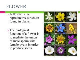 Flower structure | PPTX