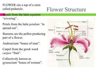 Flower structure | PPTX