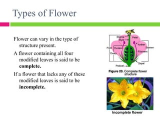 Flower structure | PPTX