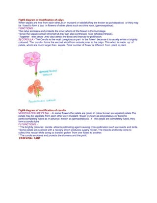 FLOWER STRUCTURE.docx
