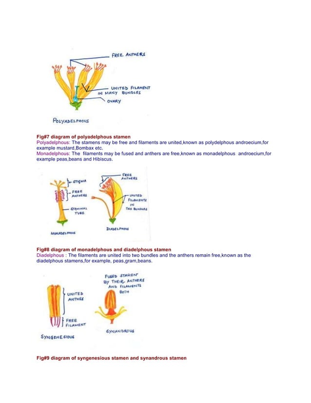 FLOWER STRUCTURE.docx