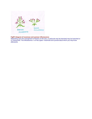 FLOWER STRUCTURE.docx