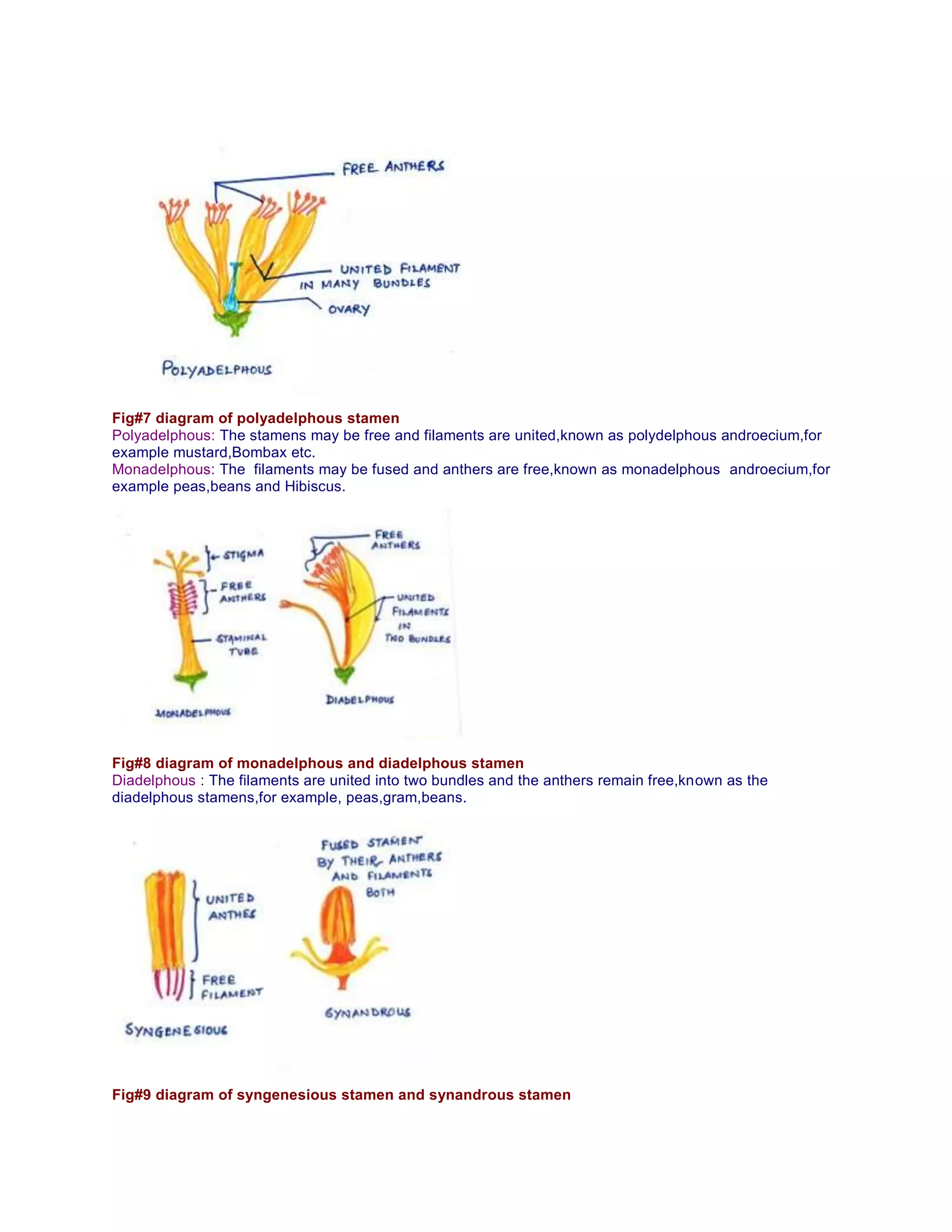 FLOWER STRUCTURE.docx