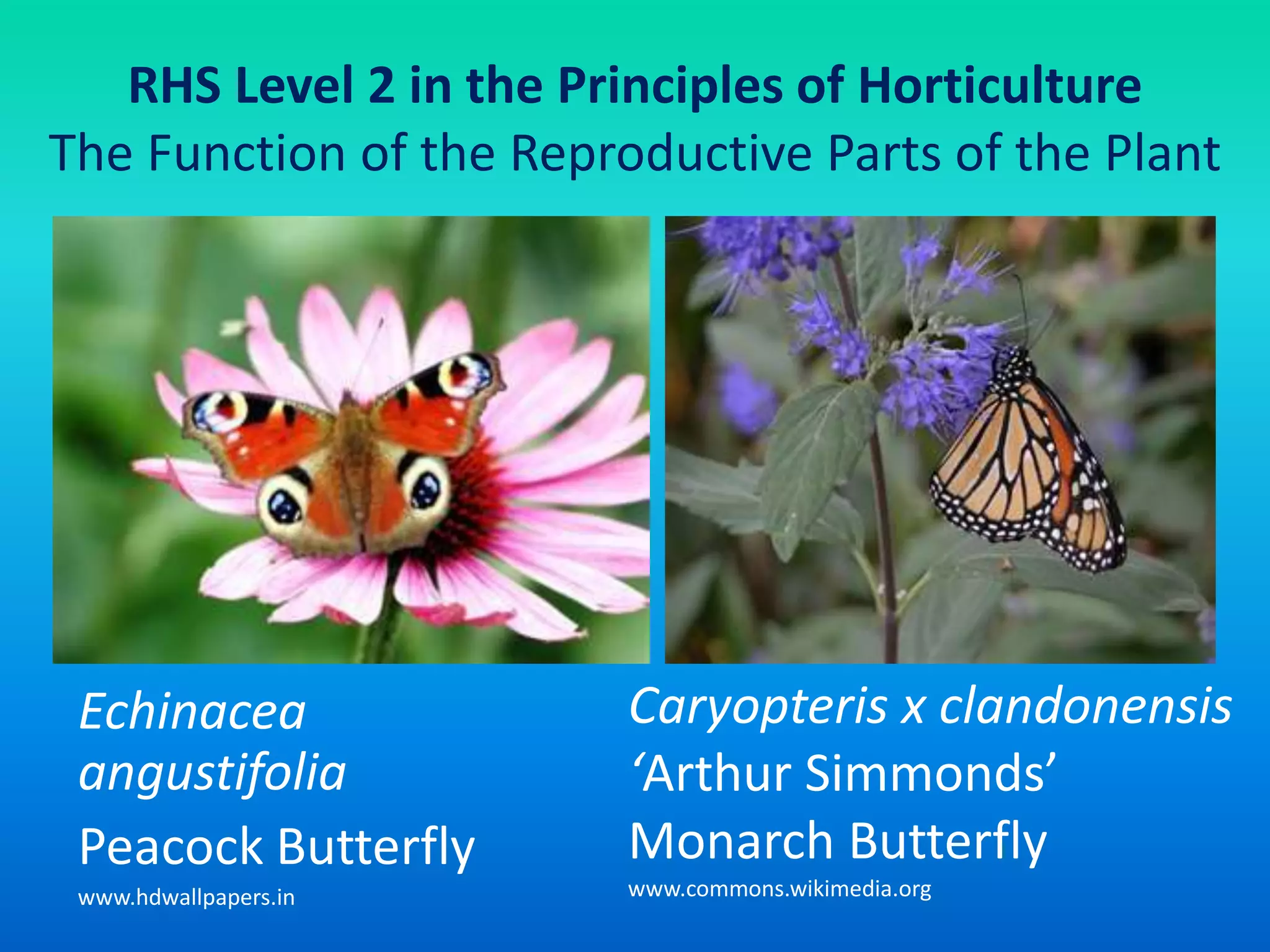 Flower structure, pollination, fertilization | PPTX
