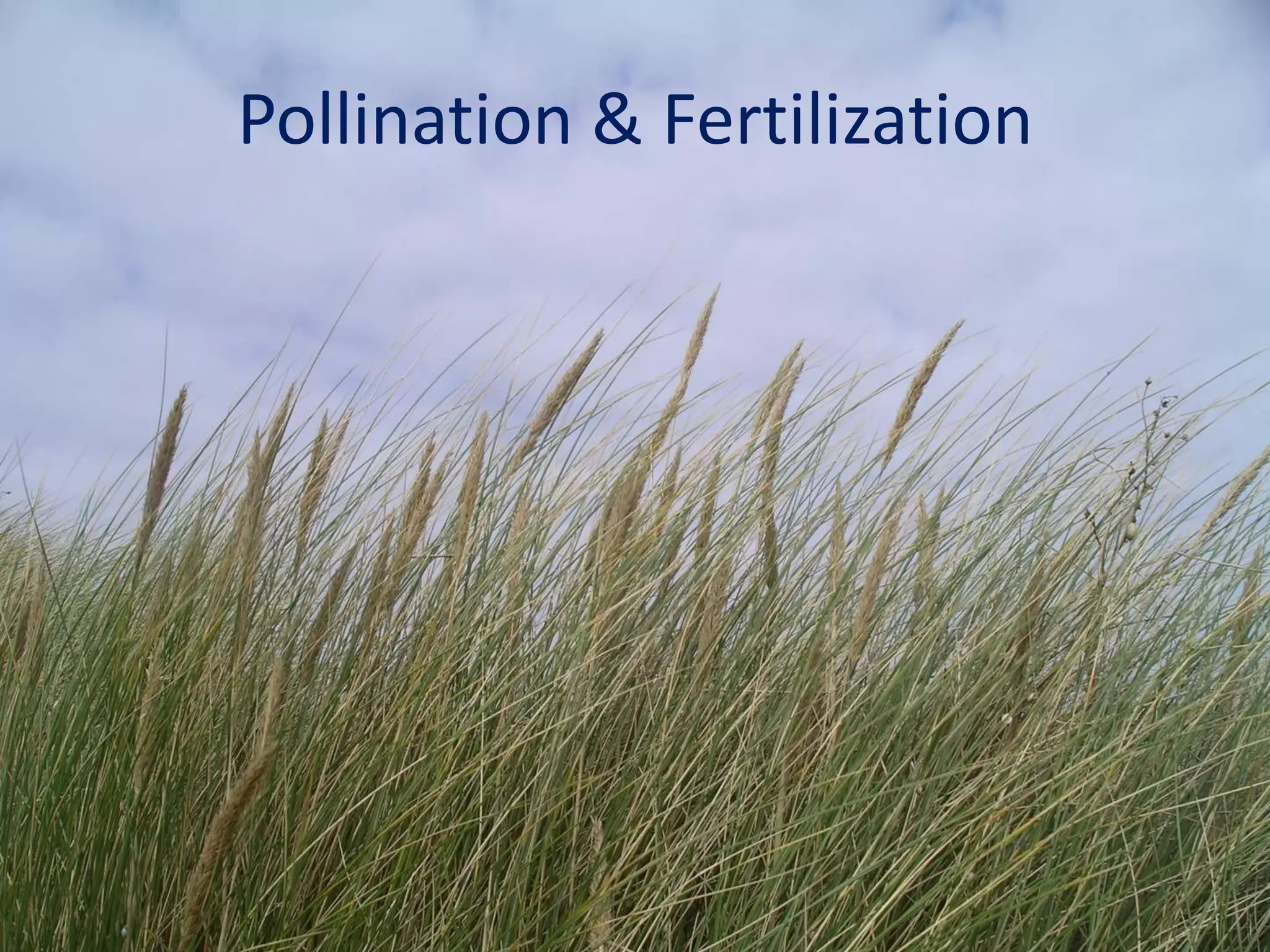 Flower structure, pollination, fertilization | PPTX