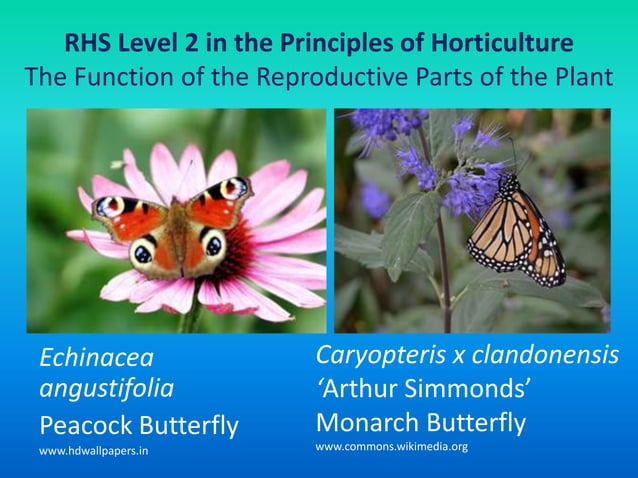 Flower structure, pollination, fertilization | PPTX | Beekeeping ...