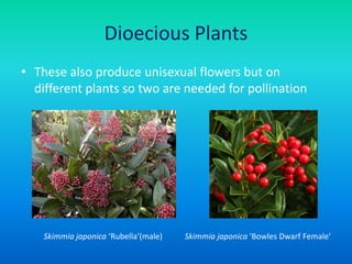 Flower structure, pollination, fertilization | PPTX