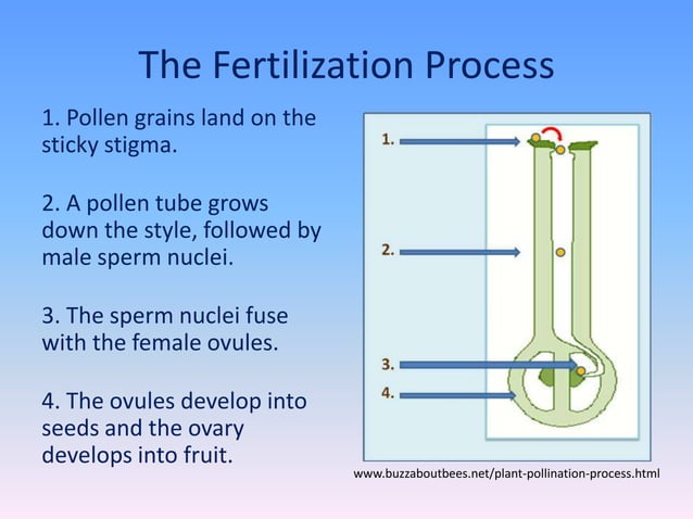 Flower structure, pollination, fertilization | PPTX | Beekeeping ...