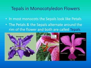 Flower structure, pollination, fertilization | PPTX