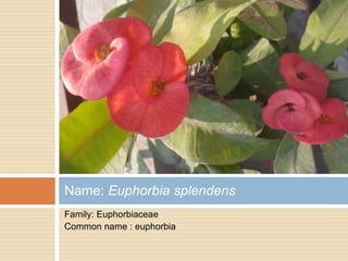 Flowers with botanical names | PPTX