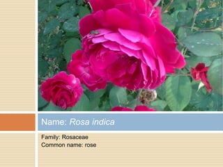 Flowers with botanical names | PPTX