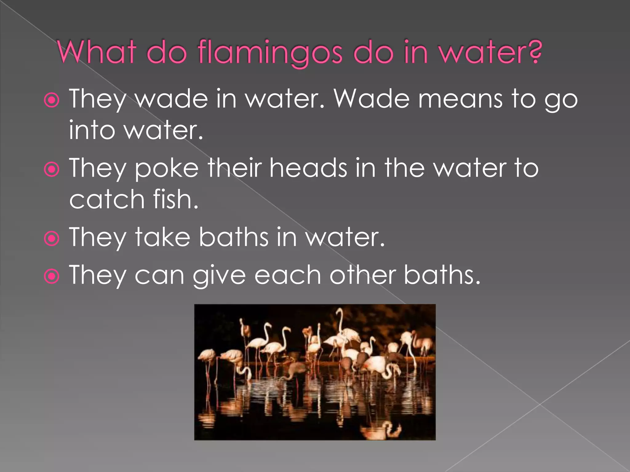 Flowing flamingos by mika & vyvyan | PPT