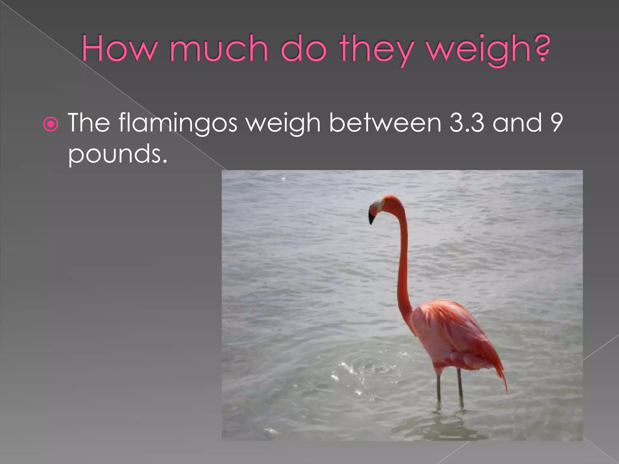Flowing flamingos by mika & vyvyan | PPT
