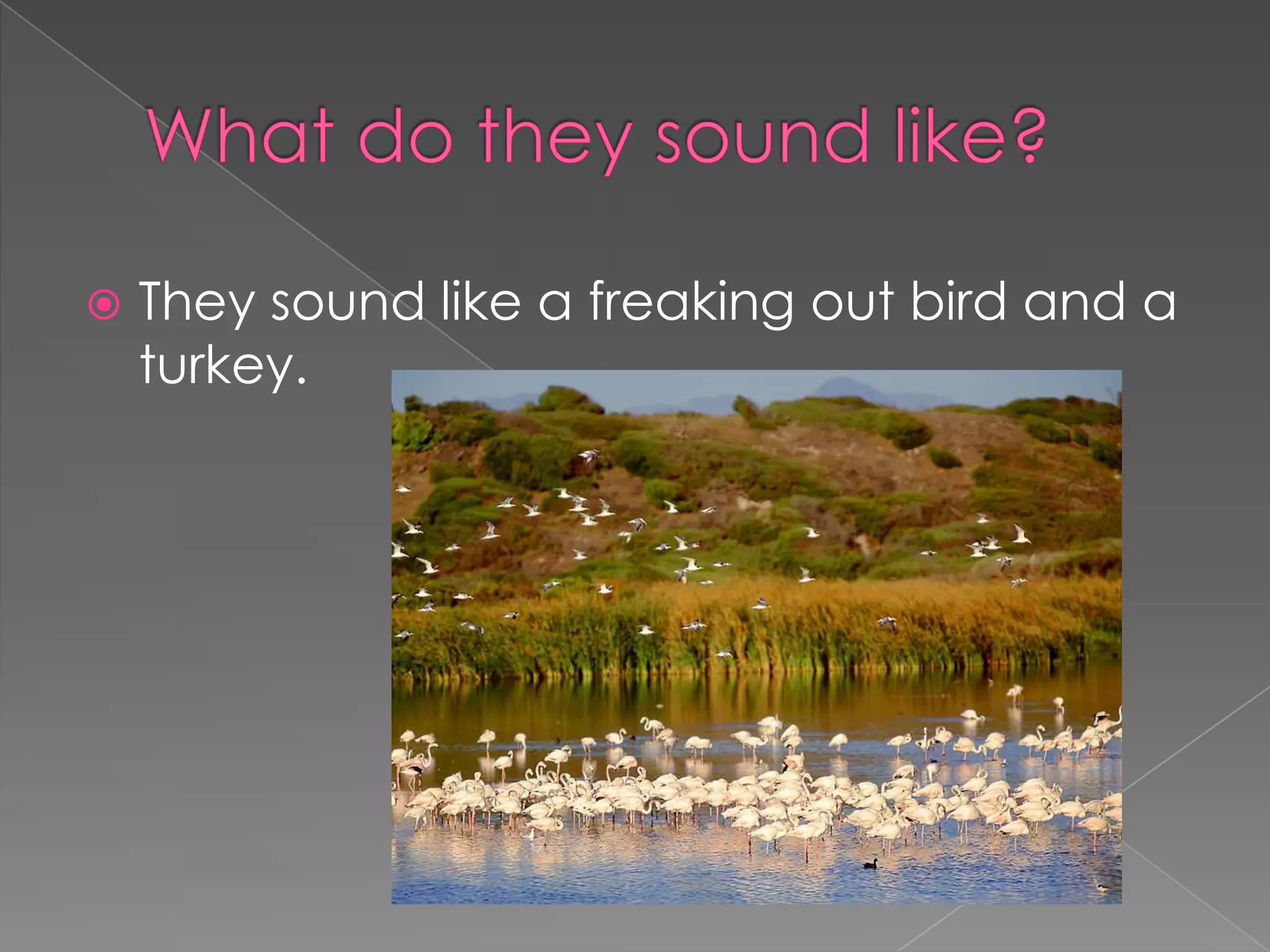 Flowing flamingos by mika & vyvyan | PPT