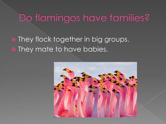 Flowing flamingos by mika & vyvyan | PPT