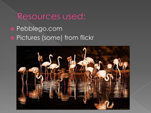 Flowing flamingos by mika & vyvyan | PPT
